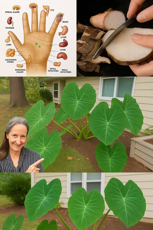 Taro Root: Health Benefits, Culinary Uses, and Sustainability Explained ...